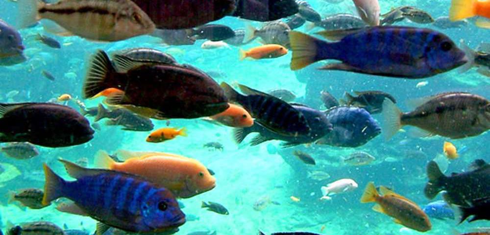 Buceo en Bahia de Cochinos, Cuba